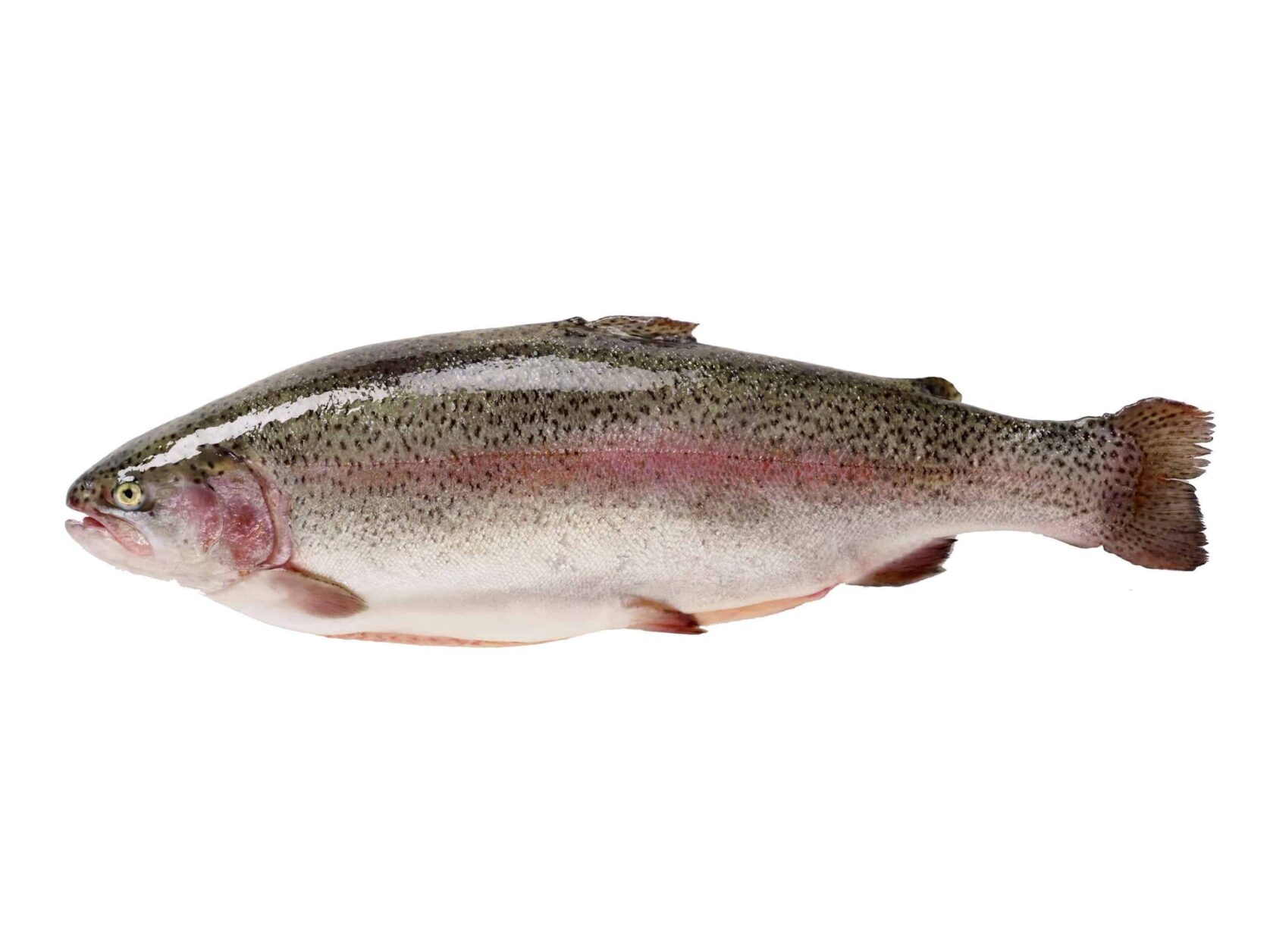 Kokonainen lohi uunissa | Resepti – Kalaneuvos