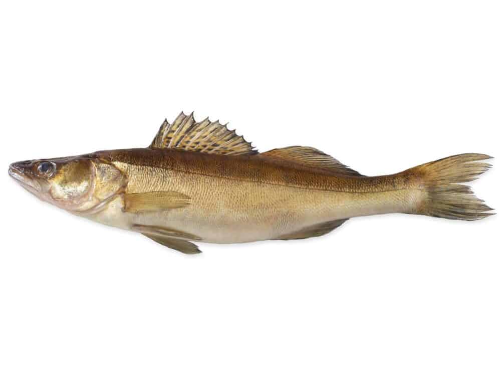 Kuha | Tuoreet kalat – Kalaneuvos