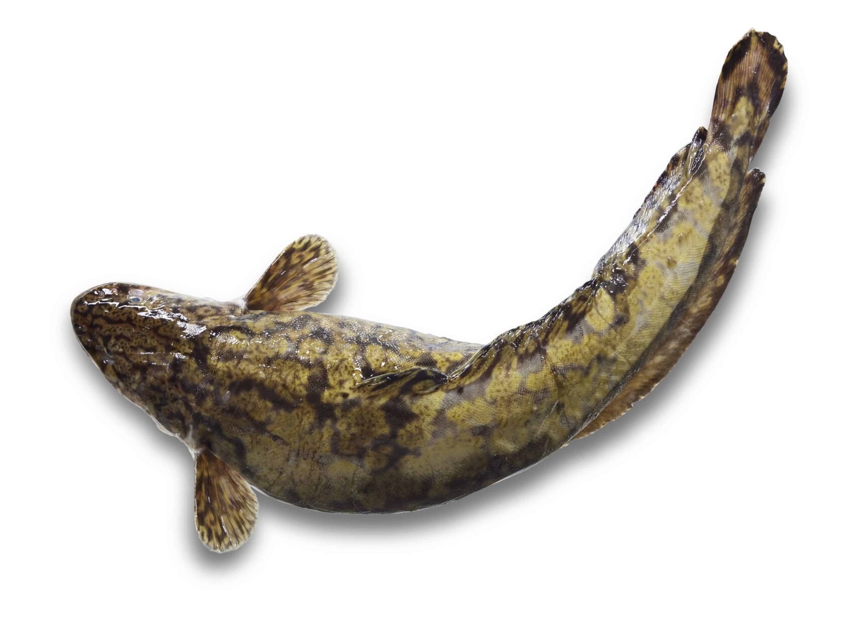 Made | Tuoreet kalat – Kalaneuvos