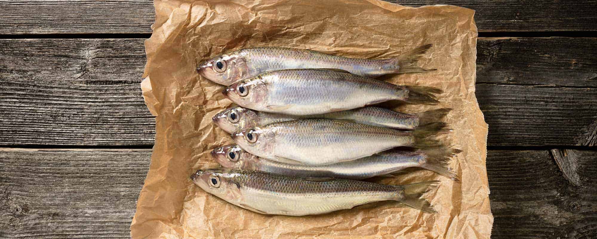 Martin Kala Oy | Kalaneuvos