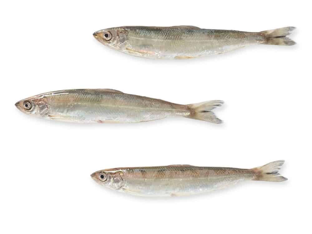 Muikku-perunavuoka | Resepti | Pääruoka– Kalaneuvos