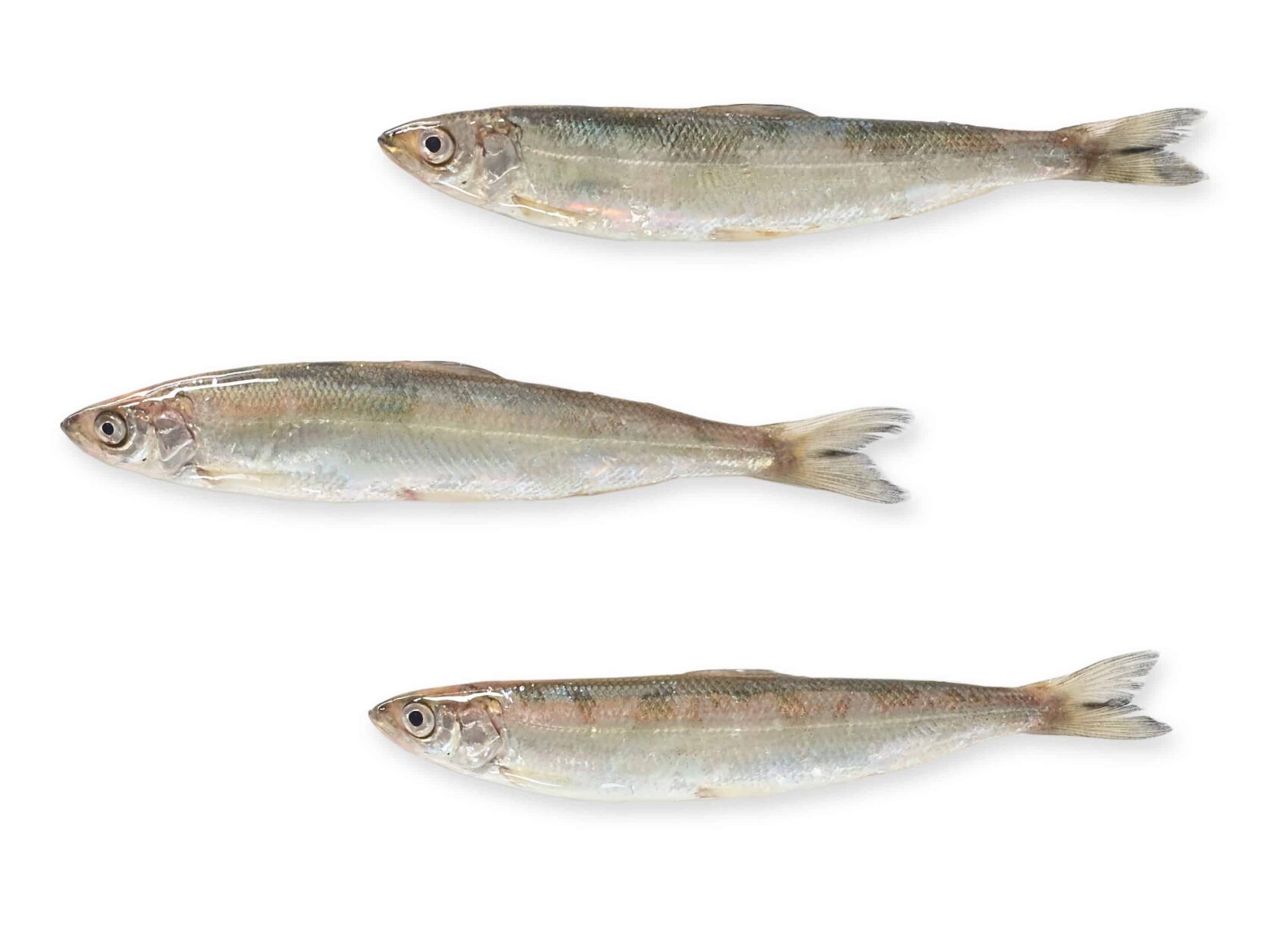 Muikku-perunavuoka | Resepti | Pääruoka– Kalaneuvos