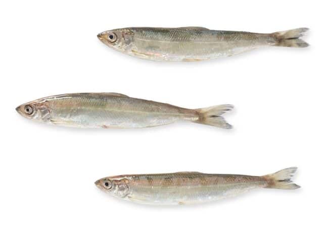 Muikku-perunavuoka | Resepti | Pääruoka– Kalaneuvos