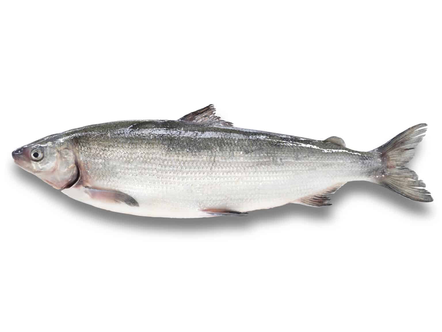 Siika uunissa | Uunisiika | Resepti | Pääruoka – Kalaneuvos